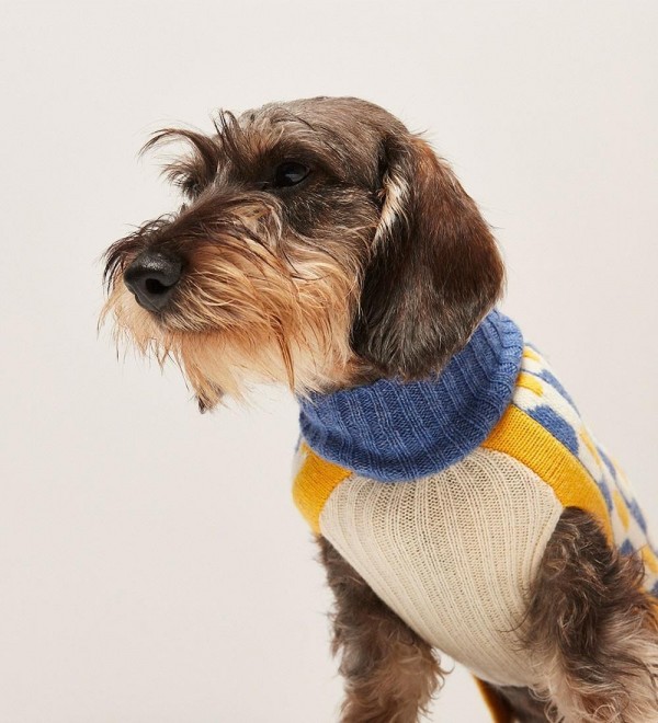 Jersey para perro con un divertido estampado