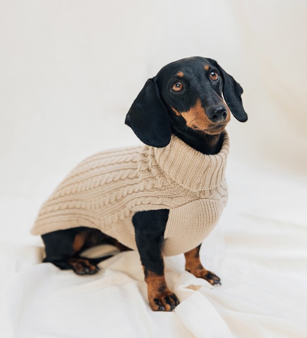 Jerseys para perros de las mejores marcas | Mascoboutique